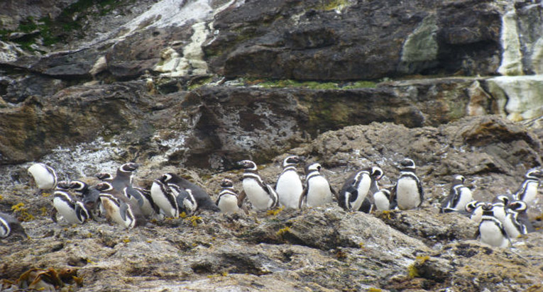 Puñihuil El mágico recorrido por Las Pinguineras de Chiloé - Chile es TUYO