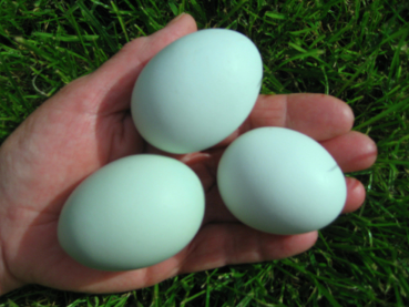 1ª Fiesta del Huevo Azul - Chile es TUYO