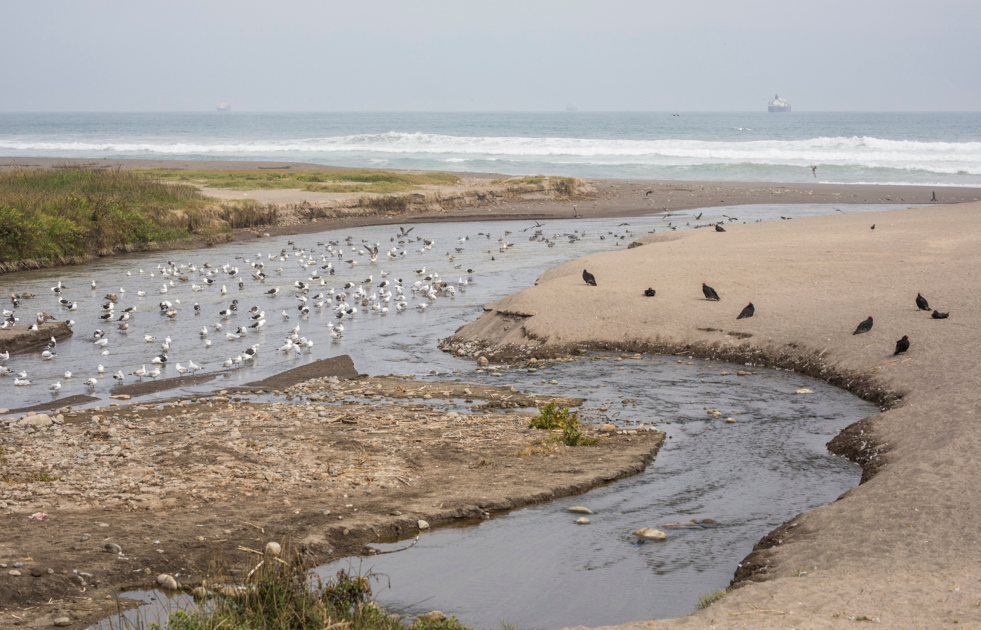 Humedal de la desembocadura del Río Lluta, un pulmón verde
