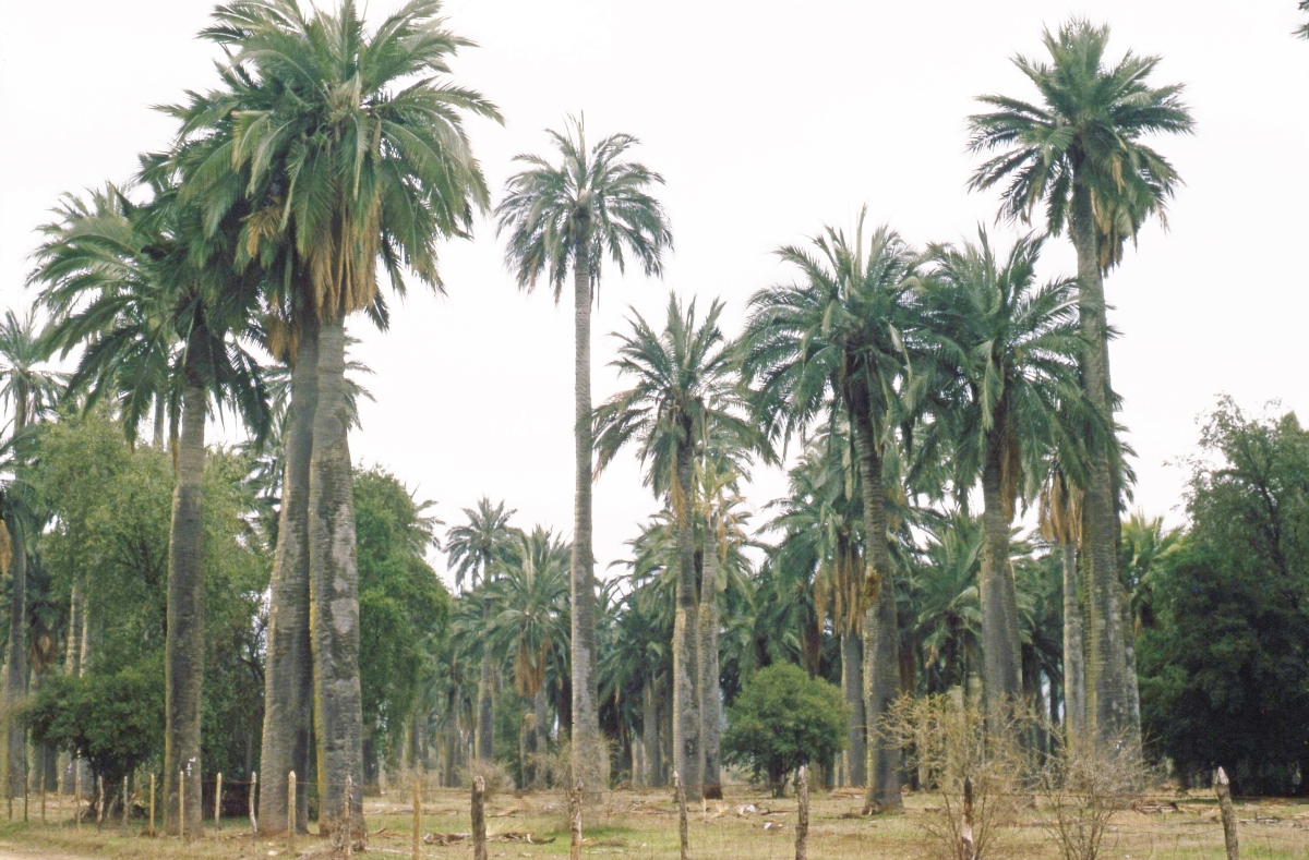 palmas cocalan ohiggins - Chile es TUYO
