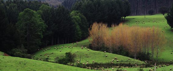 Lago Lanalhue - Chile es TUYO