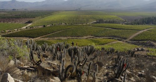 valle_del_limari - Chile es TUYO