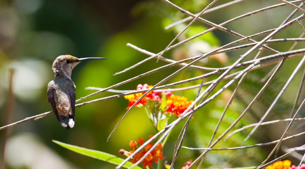 Santuario del Picaflor: Un paraíso en medio del desierto. - Chile es TUYO