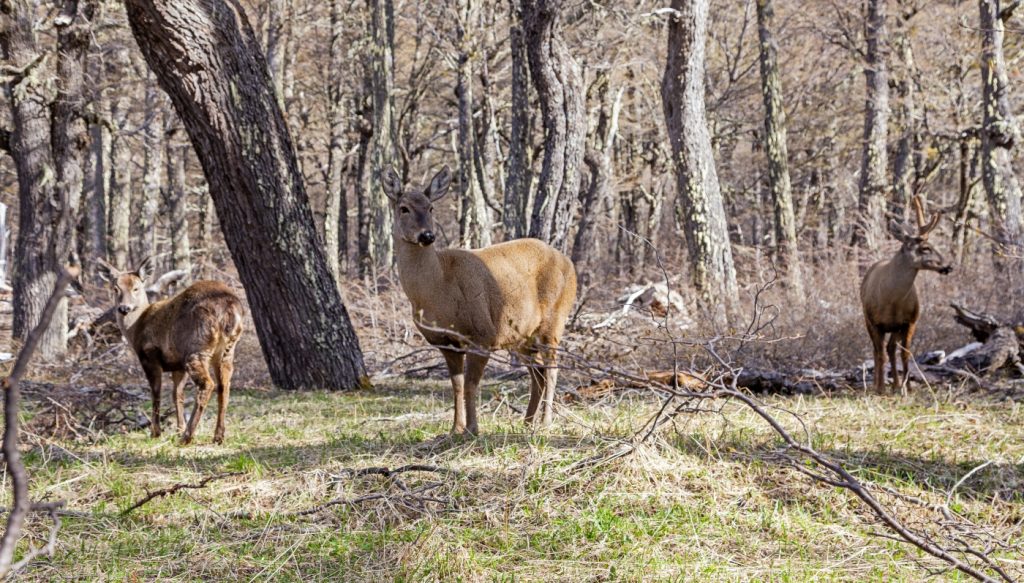 Huemul: El misterioso representante del escudo nacional. - Chile es TUYO